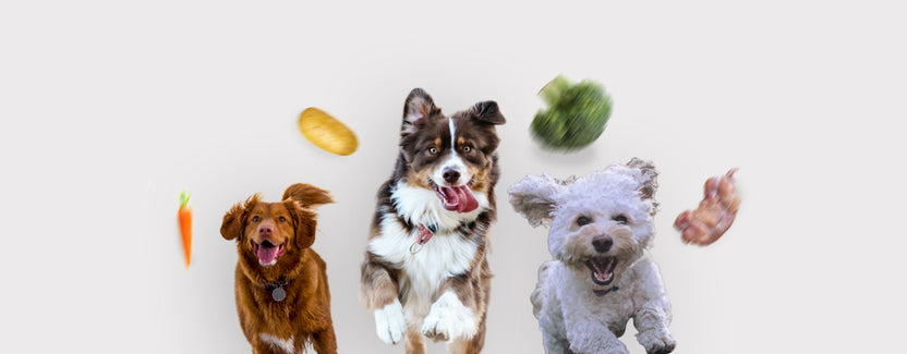 Meals For Dogs | Your go-to source for nutritious, balanced, healthy ...